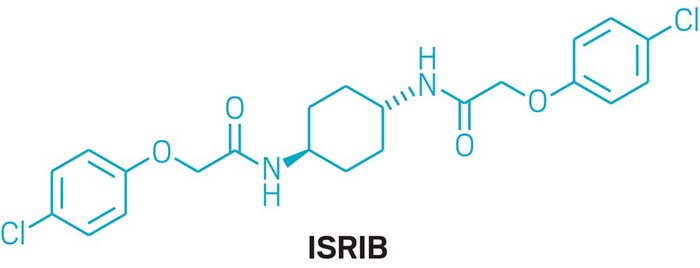 Ученые представили средство ISRIB, решающее почти все проблемы с мозгом ...