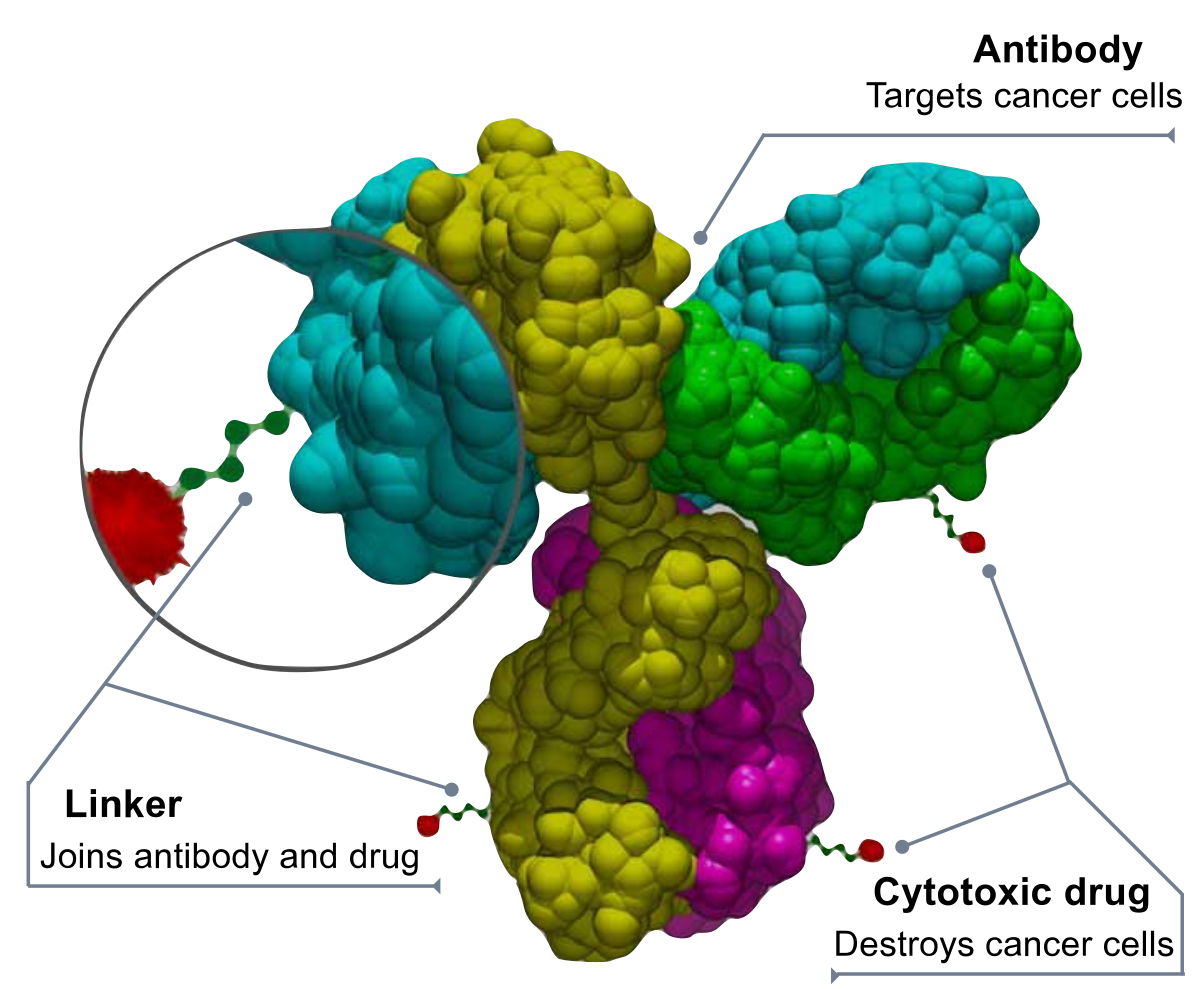 Synaffix и Amgen разрабатывают конъюгаты антитело-лекарство нового ...